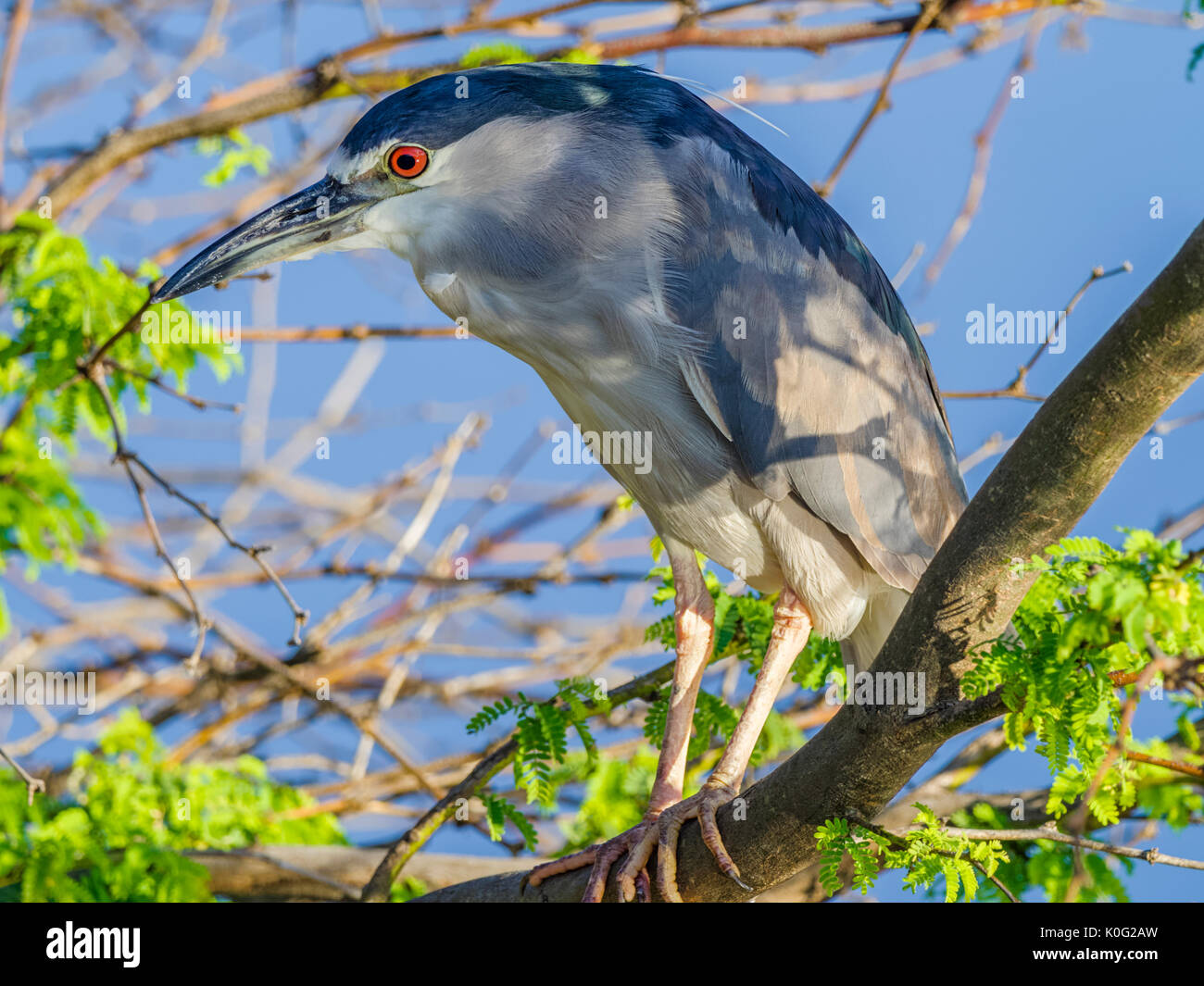 Black-Crowned Night Heron on Maui Hawaii Stock Photo - Alamy