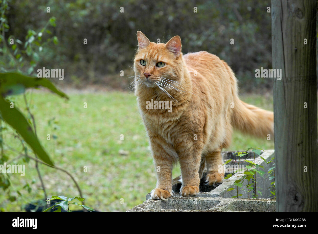 Red Cat explores a back yard Stock Photo - Alamy