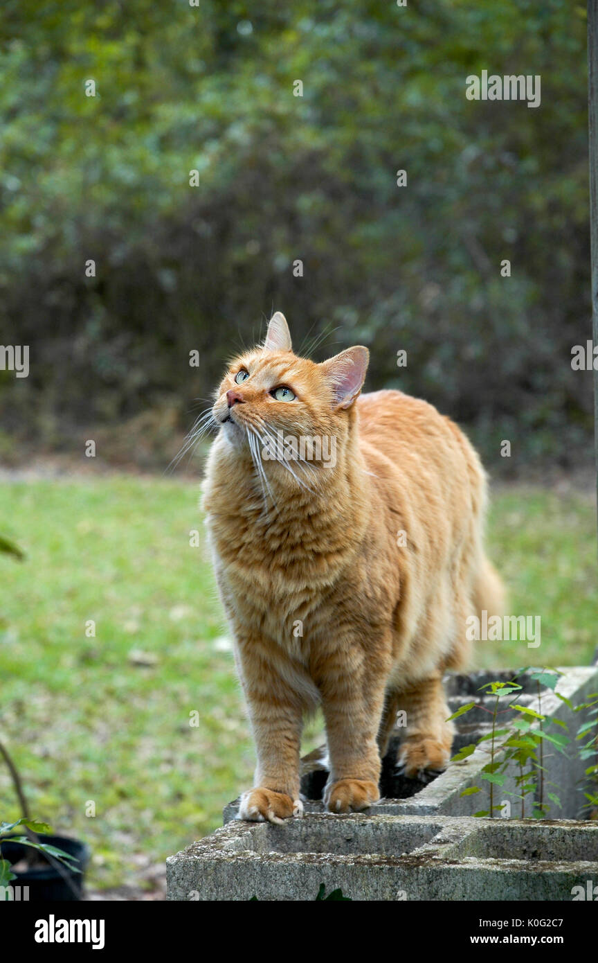 Back yard habitat hi-res stock photography and images - Alamy