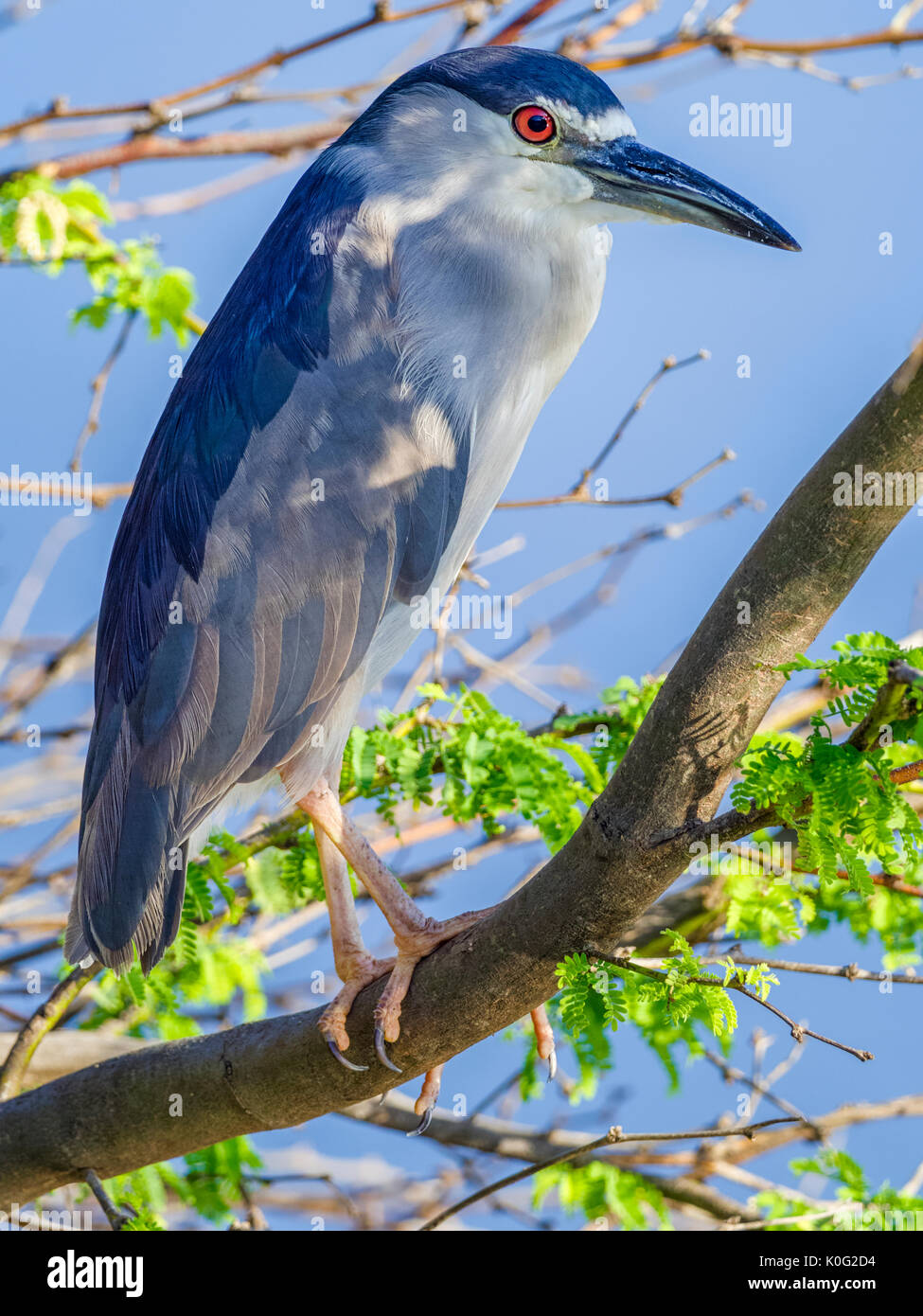 Black-Crowned Night Heron on Maui Hawaii Stock Photo - Alamy
