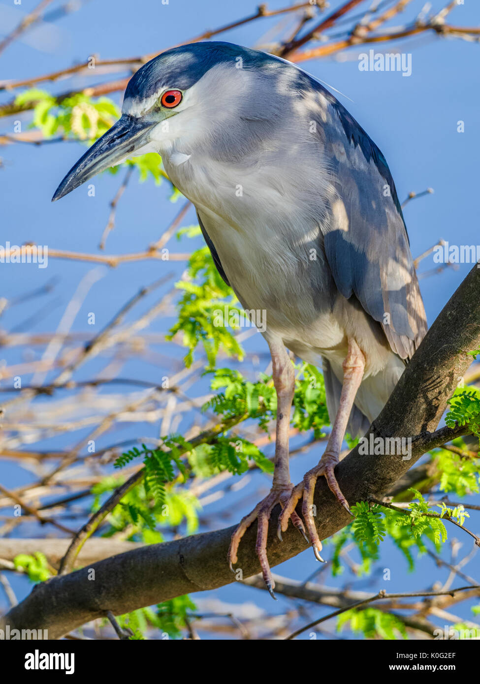 Black-Crowned Night Heron on Maui Hawaii Stock Photo - Alamy