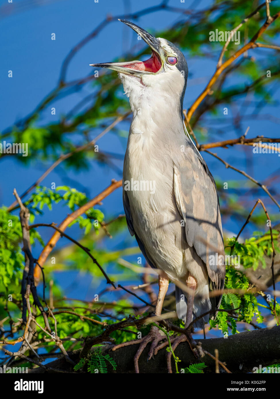 Black-Crowned Night Heron on Maui Hawaii Stock Photo - Alamy