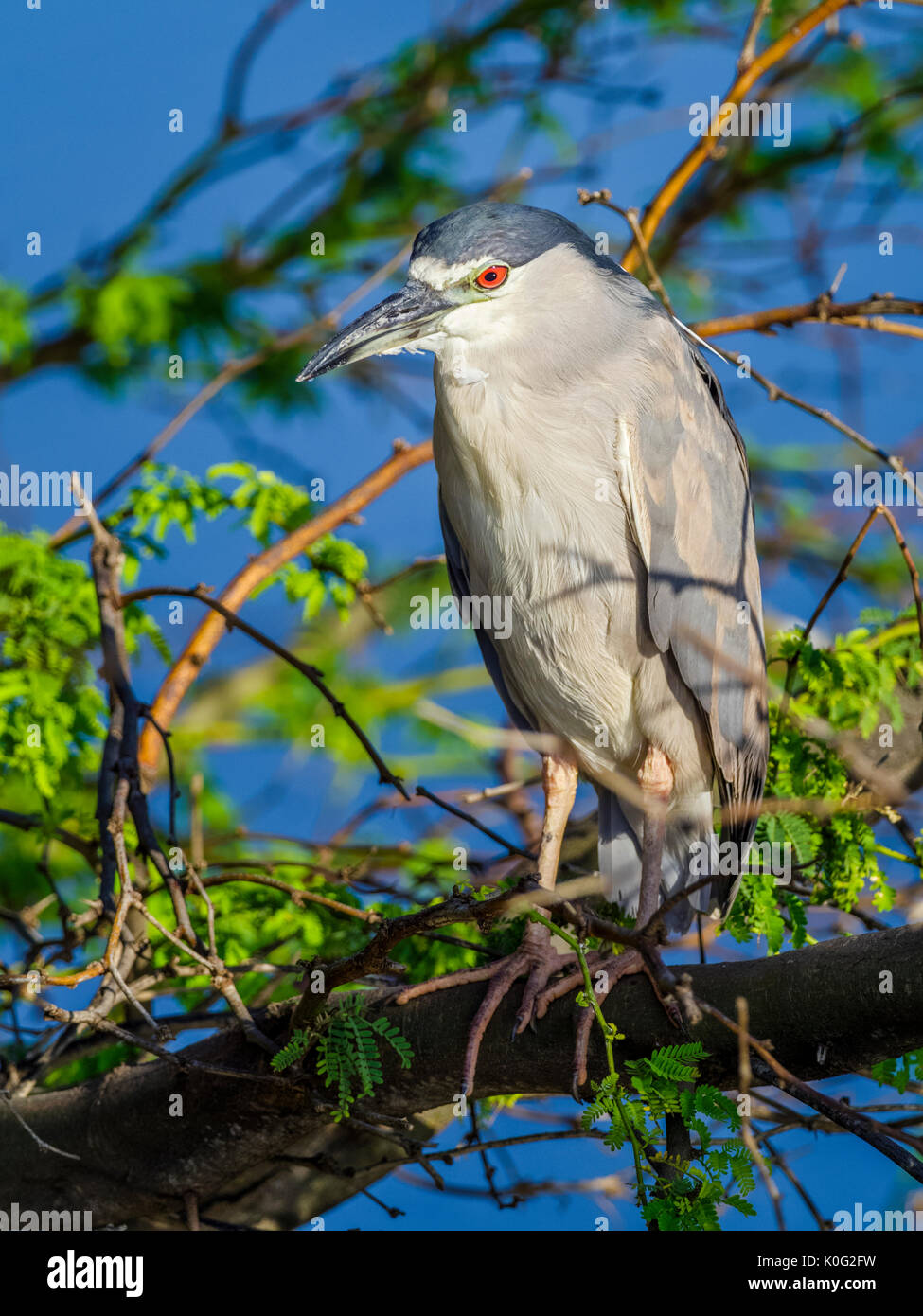 Black-Crowned Night Heron on Maui Hawaii Stock Photo - Alamy