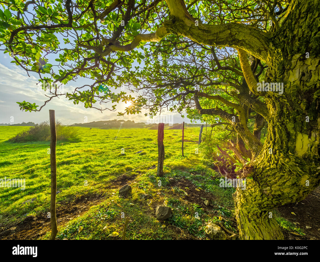 Pasture land on Maui Hawaii Stock Photo - Alamy