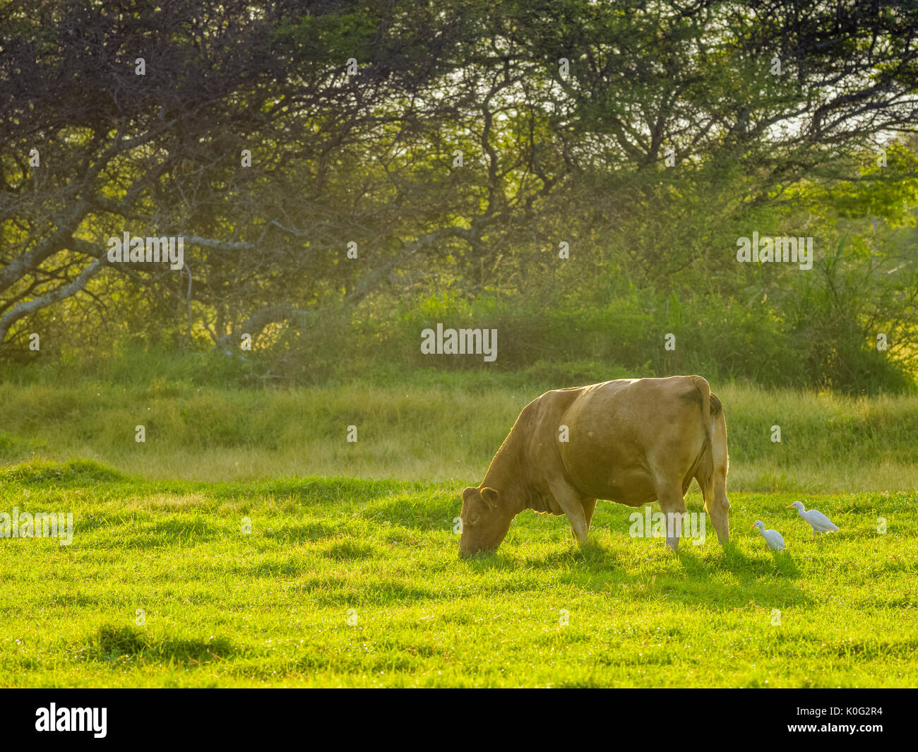 Cow grazing on Maui Hawaii Stock Photo - Alamy