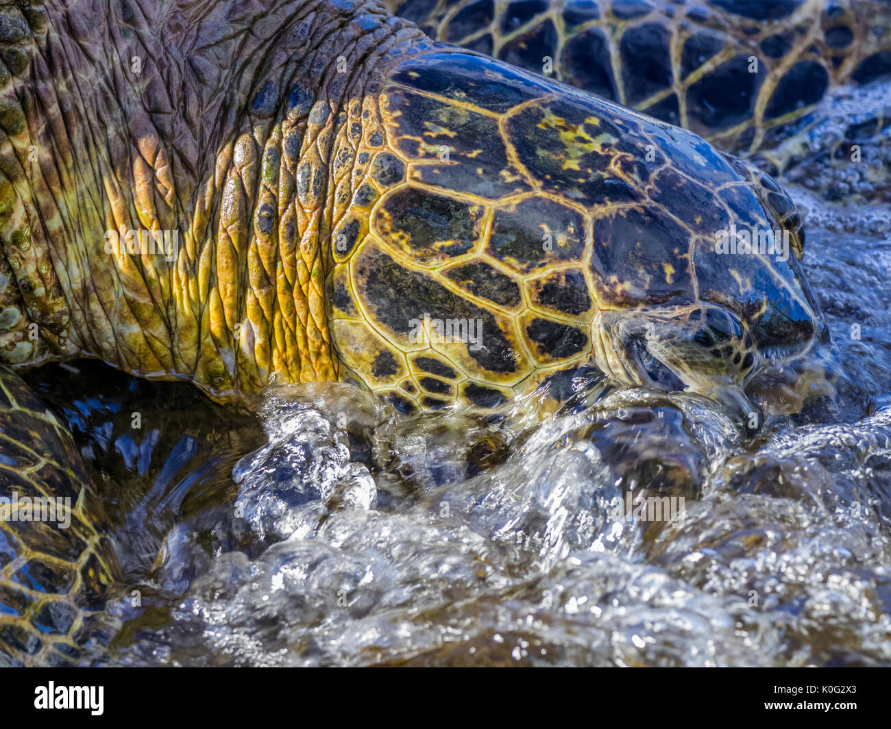 Green sea turtle on Maui Hawaii Stock Photo - Alamy