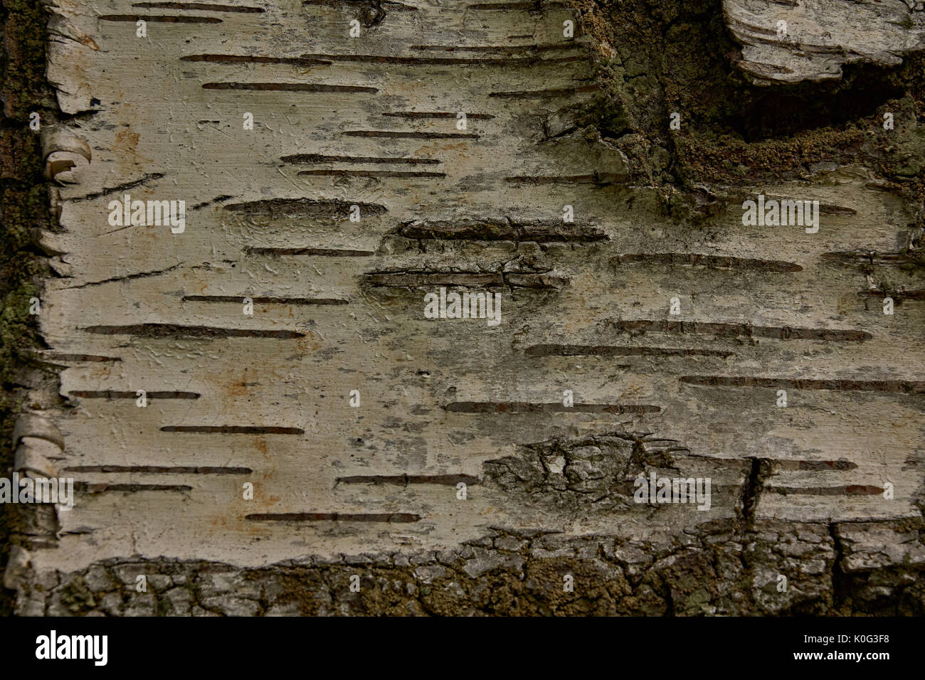 Beautiful texture of birch bark. The trunk is not covered with moss ...