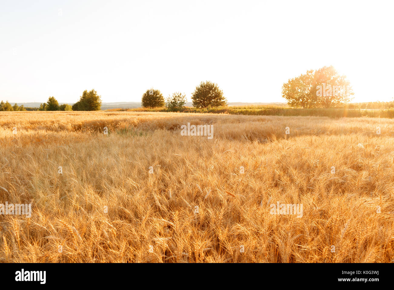 Wheat field. Ears of golden wheat close up. Rural Scenery under Shining ...