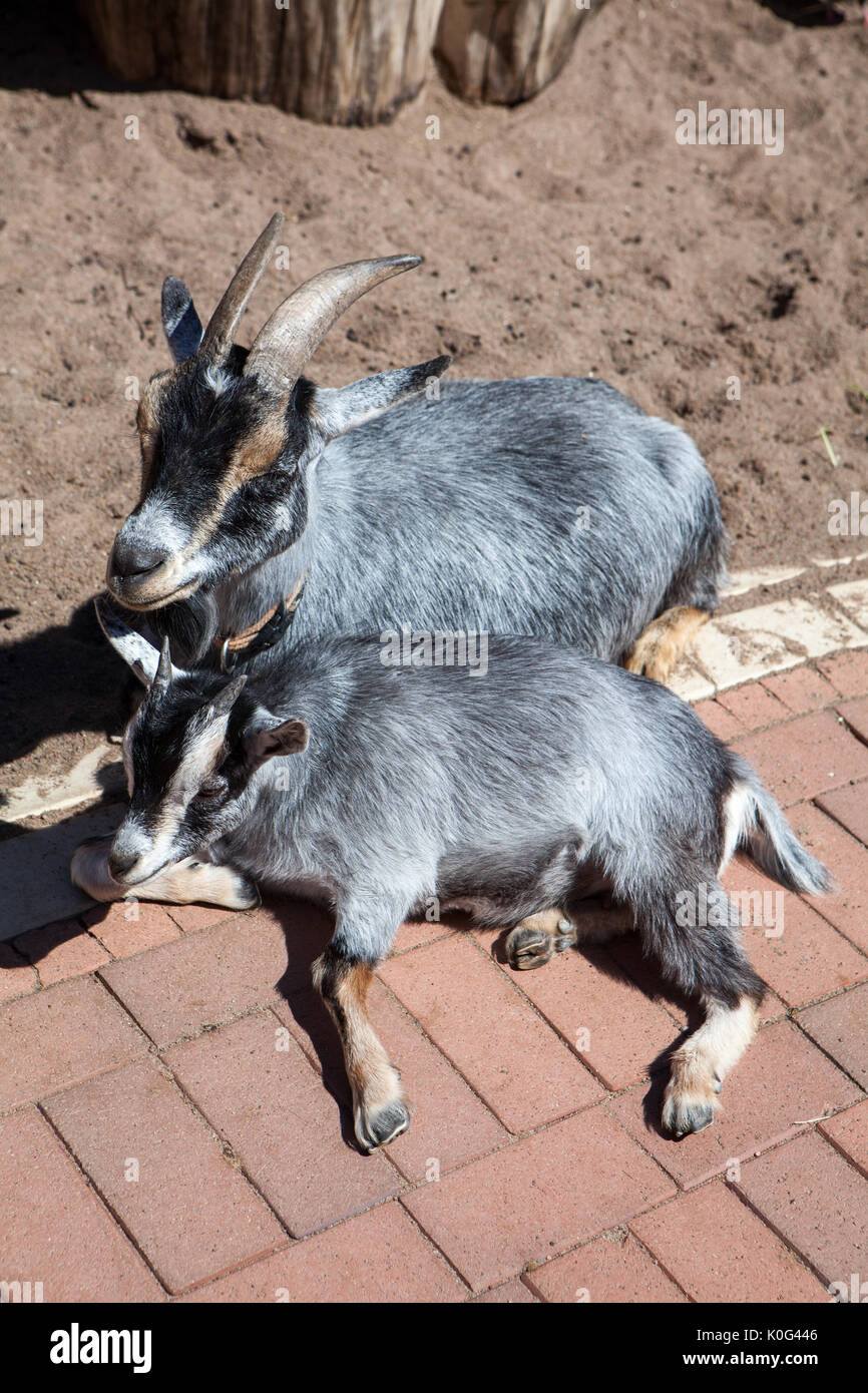 Two grey goats laying together Stock Photo - Alamy