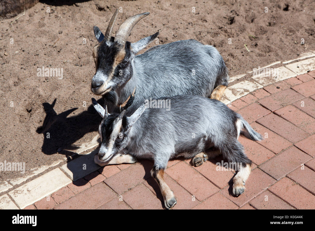 Two grey goats laying together on sand Stock Photo - Alamy