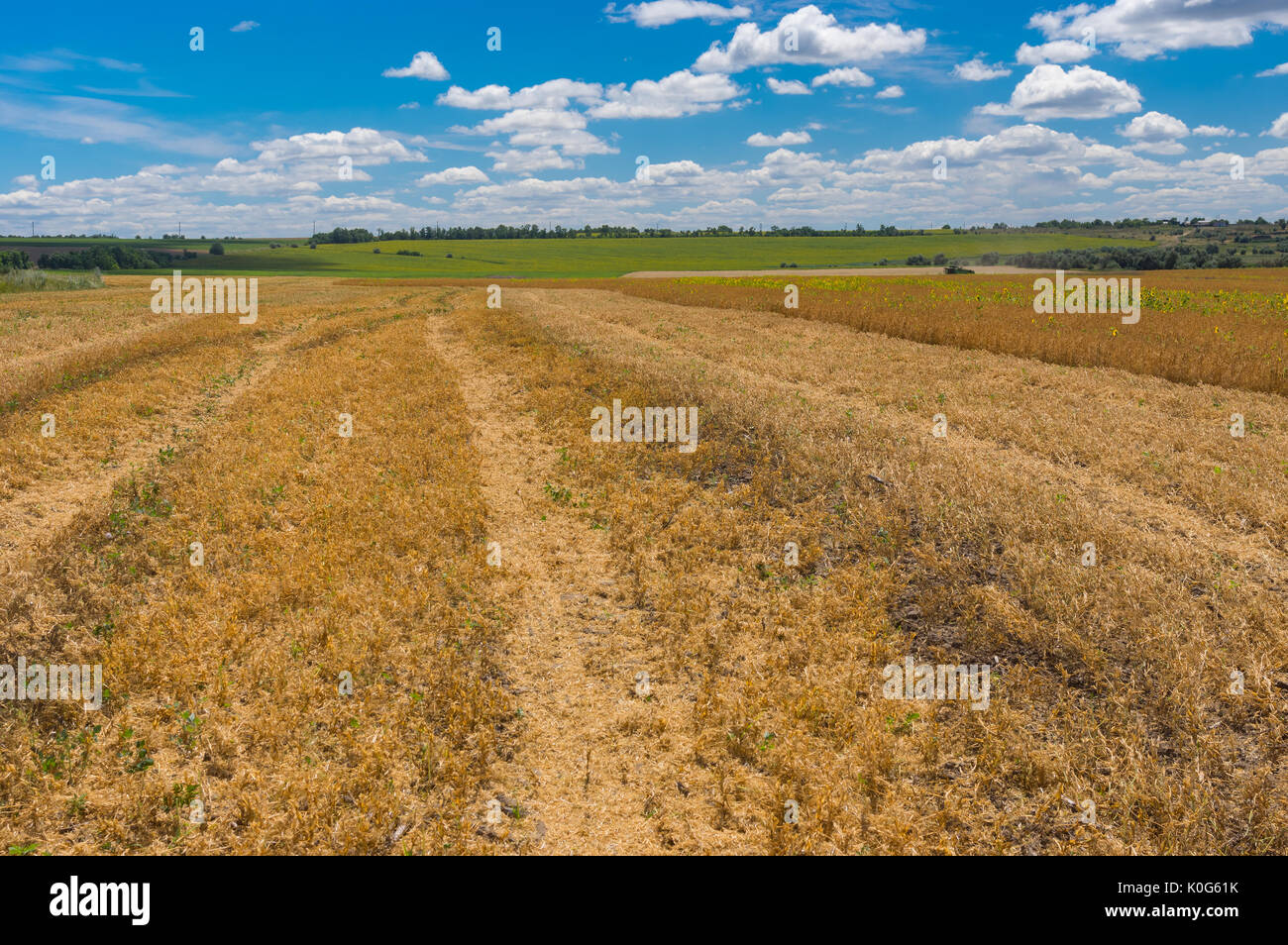 Agricultural landscape with harvested pea field at summer season Stock ...