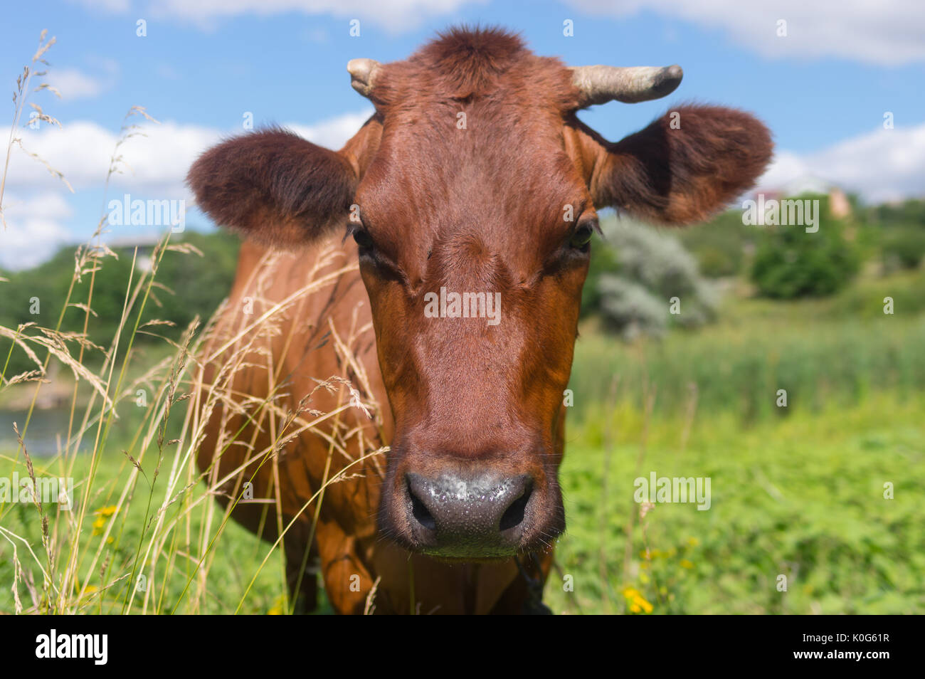 Outdoor portrait of cute cow with broken horn Stock Photo - Alamy