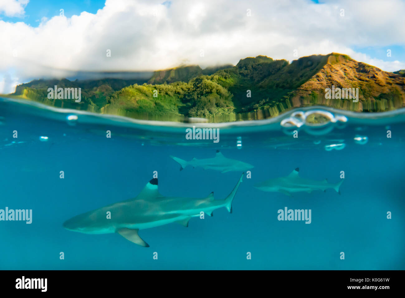 Black-tip reef sharks swarm in the shallows at Moorea, French Polynesia ...