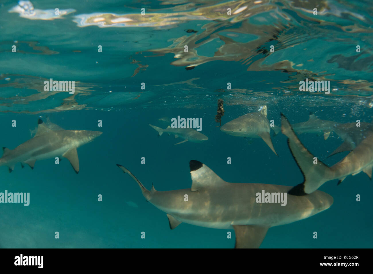 Black-tip reef sharks swarm in the shallows at Moorea, French Polynesia ...