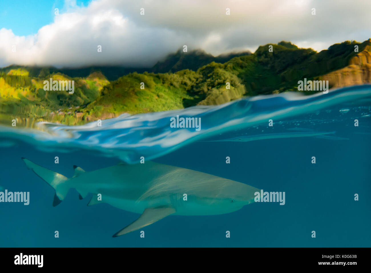 Black-tip reef sharks swarm in the shallows at Moorea, French Polynesia ...