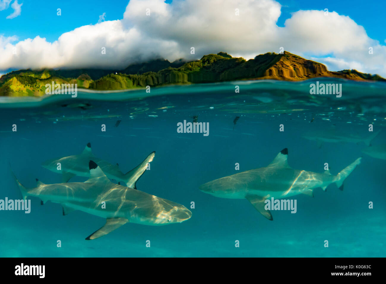 Black-tip reef sharks swarm in the shallows at Moorea, French Polynesia ...