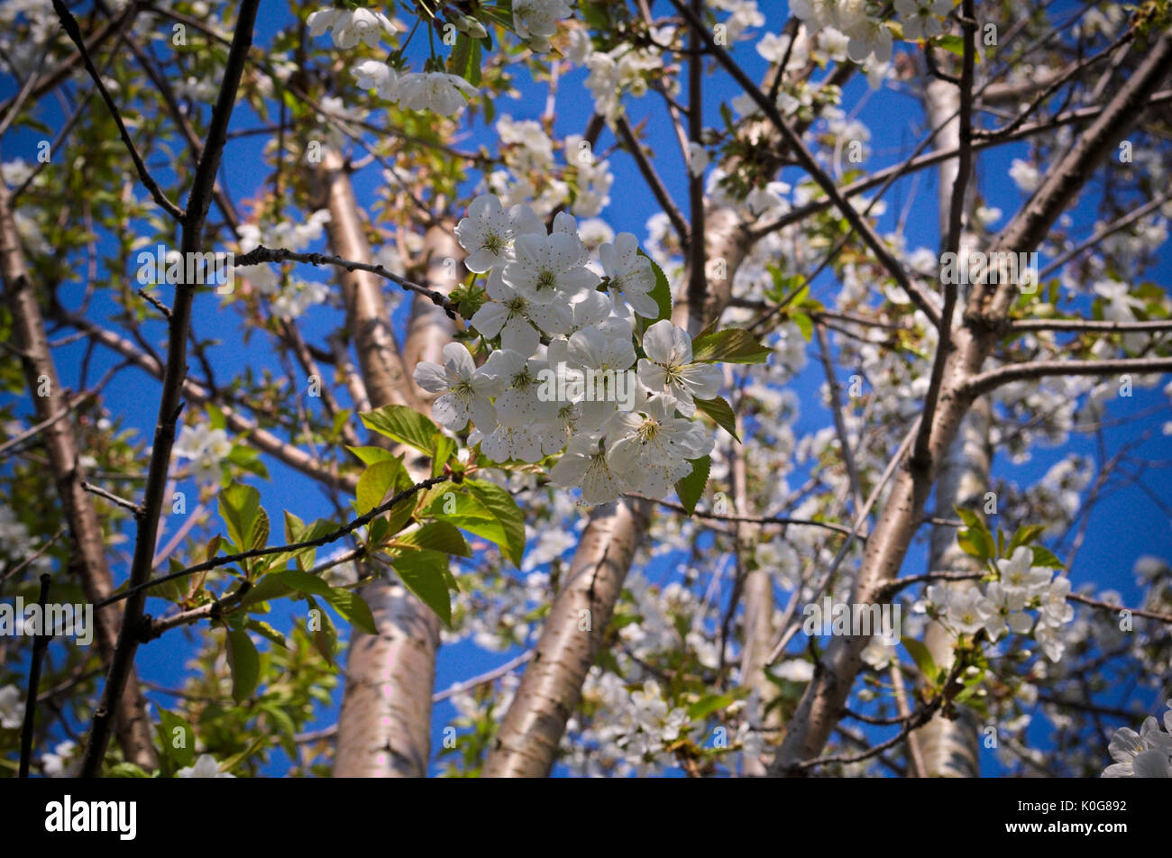 Flowering cherry tree at spring Stock Photo - Alamy