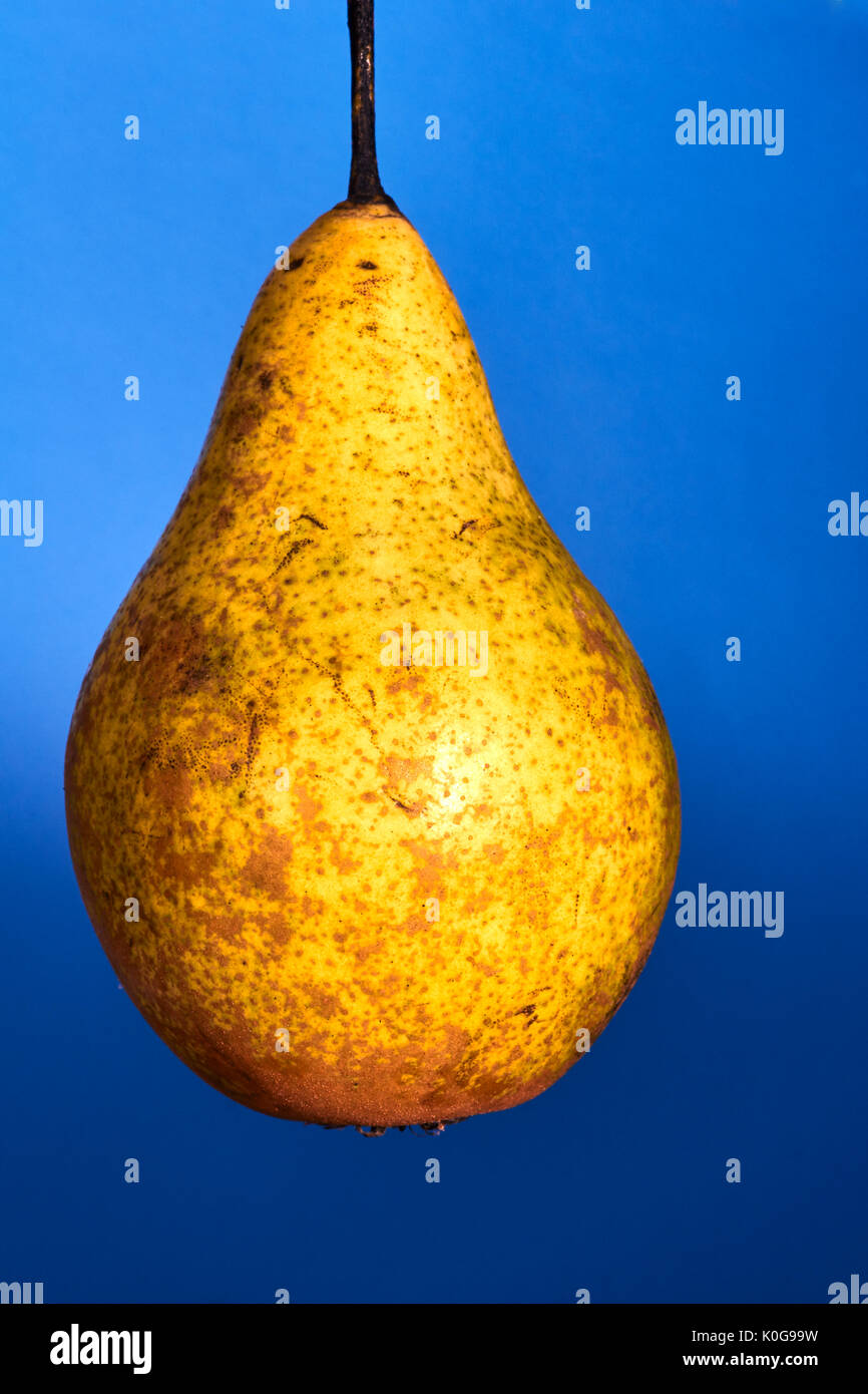 Big pear hi-res stock photography and images - Alamy