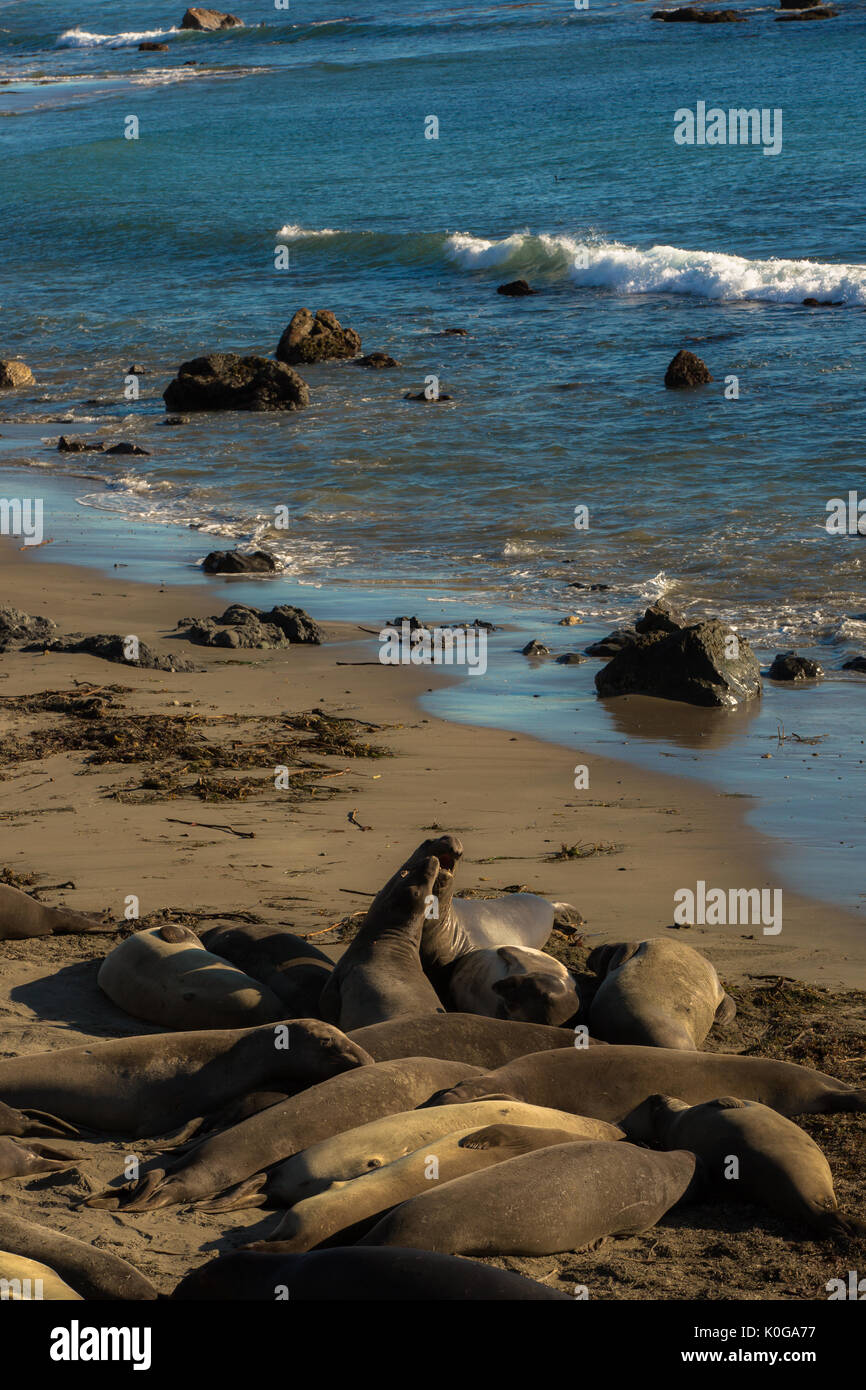 Elephant seals sunbathing in California Stock Photo - Alamy