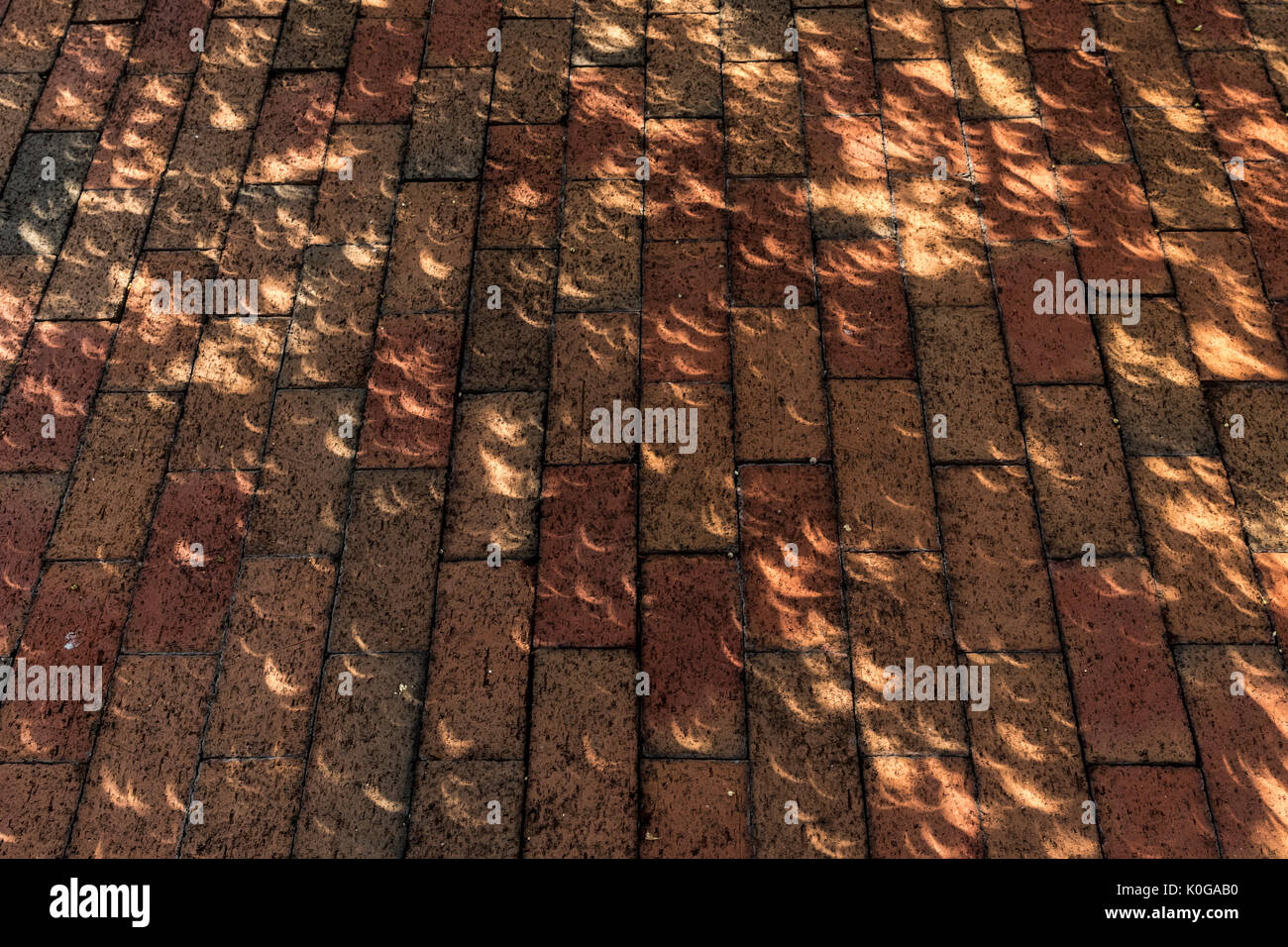 Crescent shaped images of partially eclipsed sun dapple ground below ...