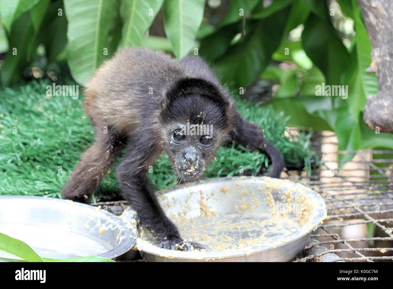 Spider Monkey Eating High Resolution Stock Photography and Images - Alamy