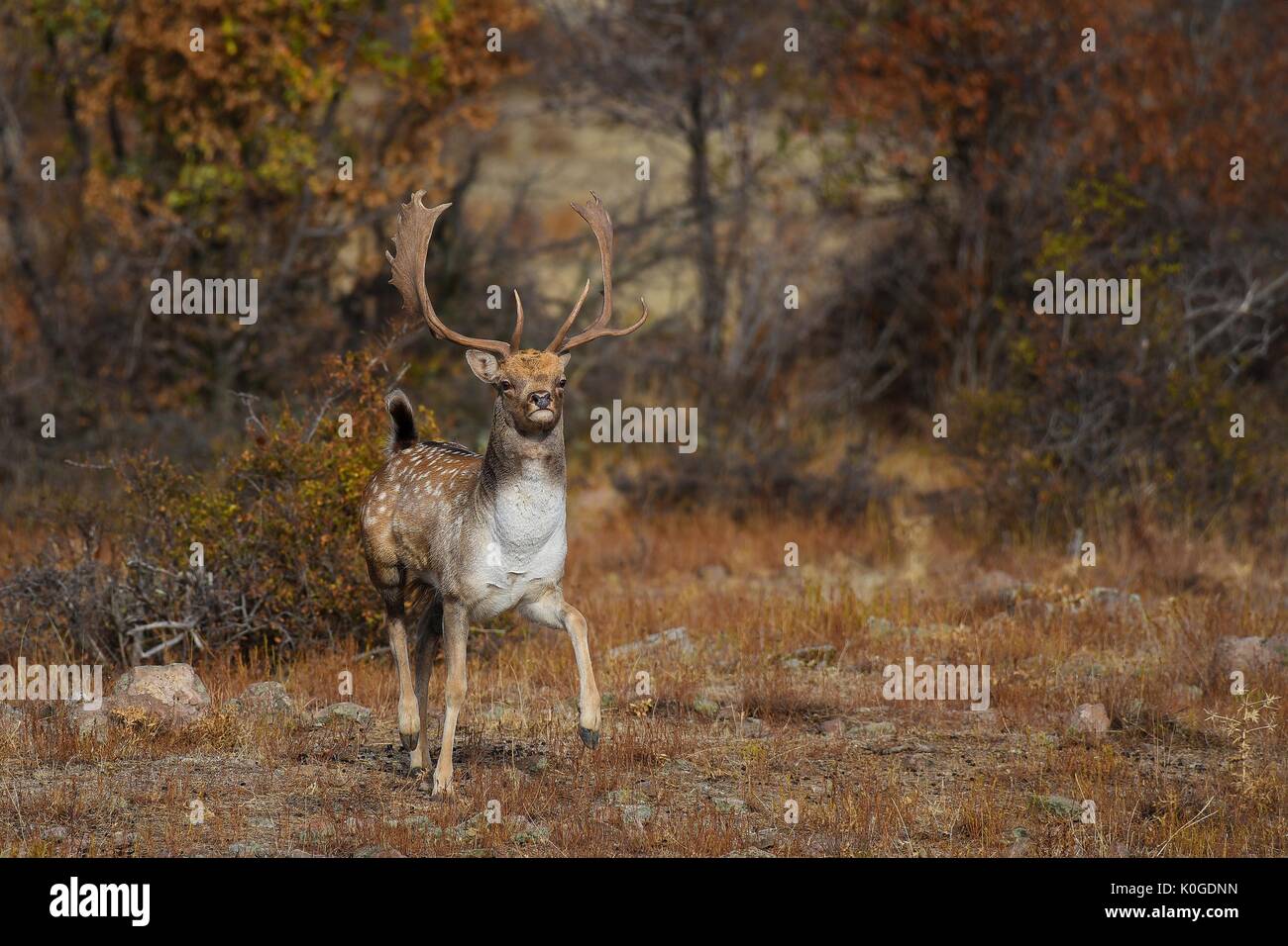 Deer leg hi-res stock photography and images - Alamy