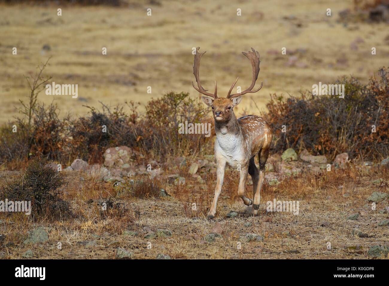 Fallow deer runs during the breeding season Stock Photo - Alamy