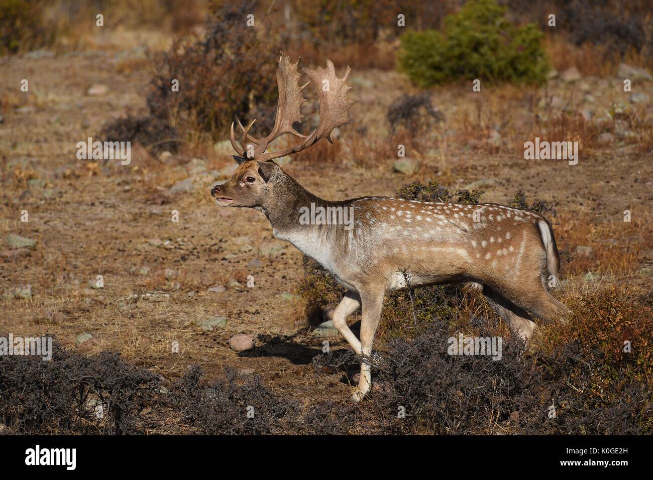 Fallow deer during the breeding season Stock Photo - Alamy