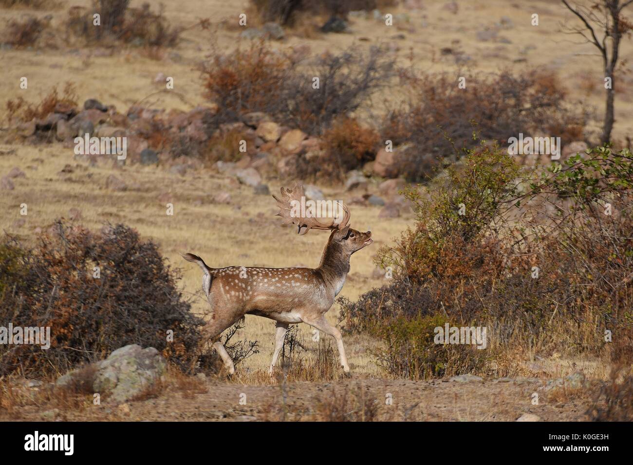 Fallow deer during the breeding season Stock Photo - Alamy