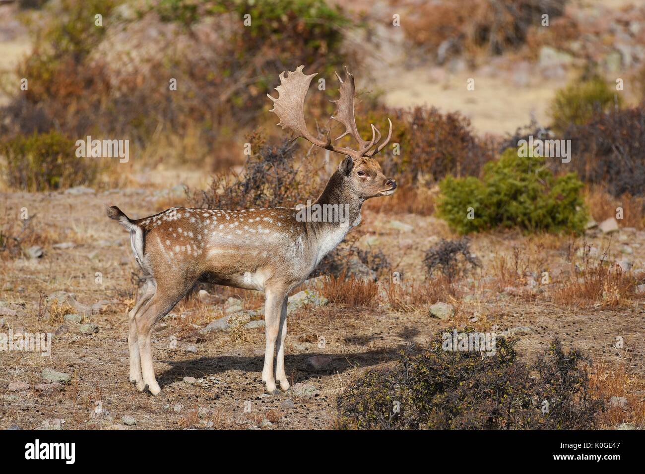 Fallow deer during the breeding season Stock Photo - Alamy