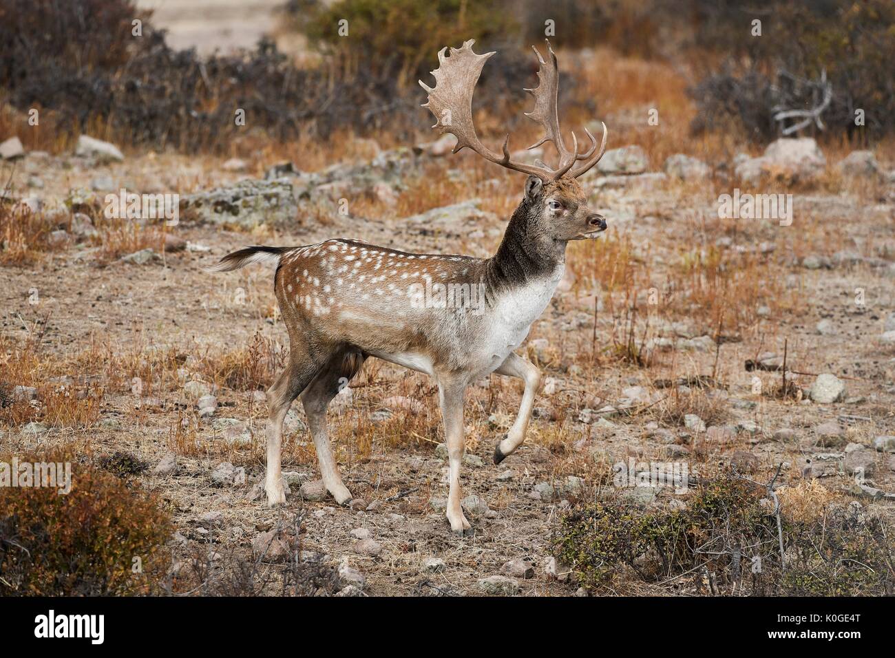 Deer leg hi-res stock photography and images - Alamy