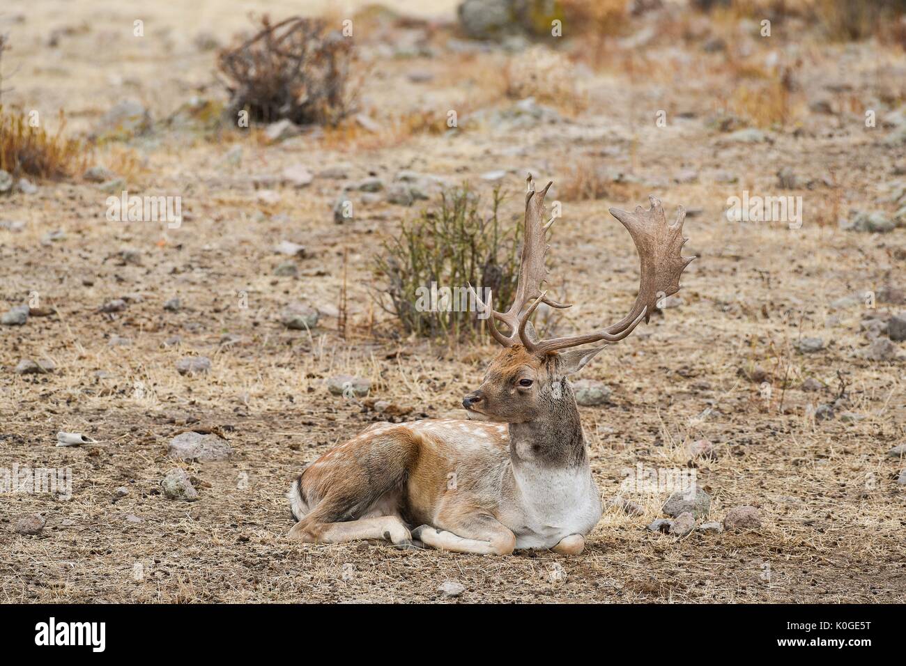 Deer lying down hi-res stock photography and images - Alamy