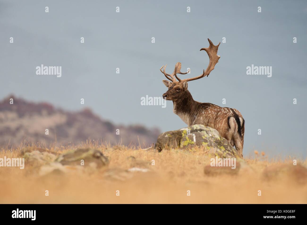 Broken horns hi-res stock photography and images - Alamy