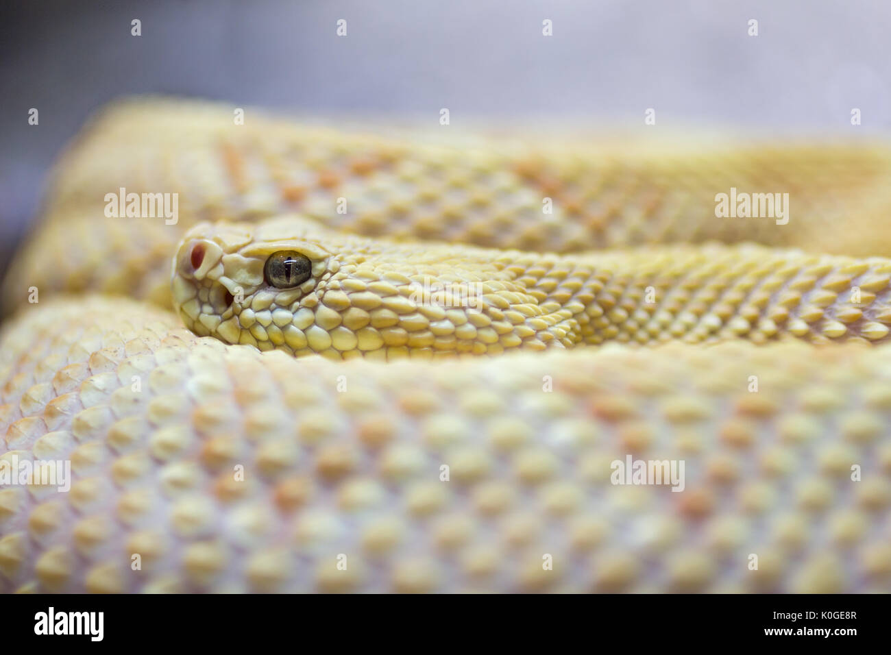 Rolled snake hi-res stock photography and images - Alamy