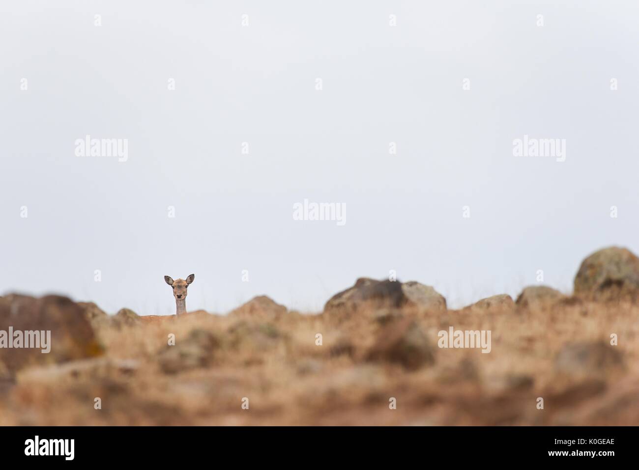 Hiding behind rocks hi-res stock photography and images - Alamy
