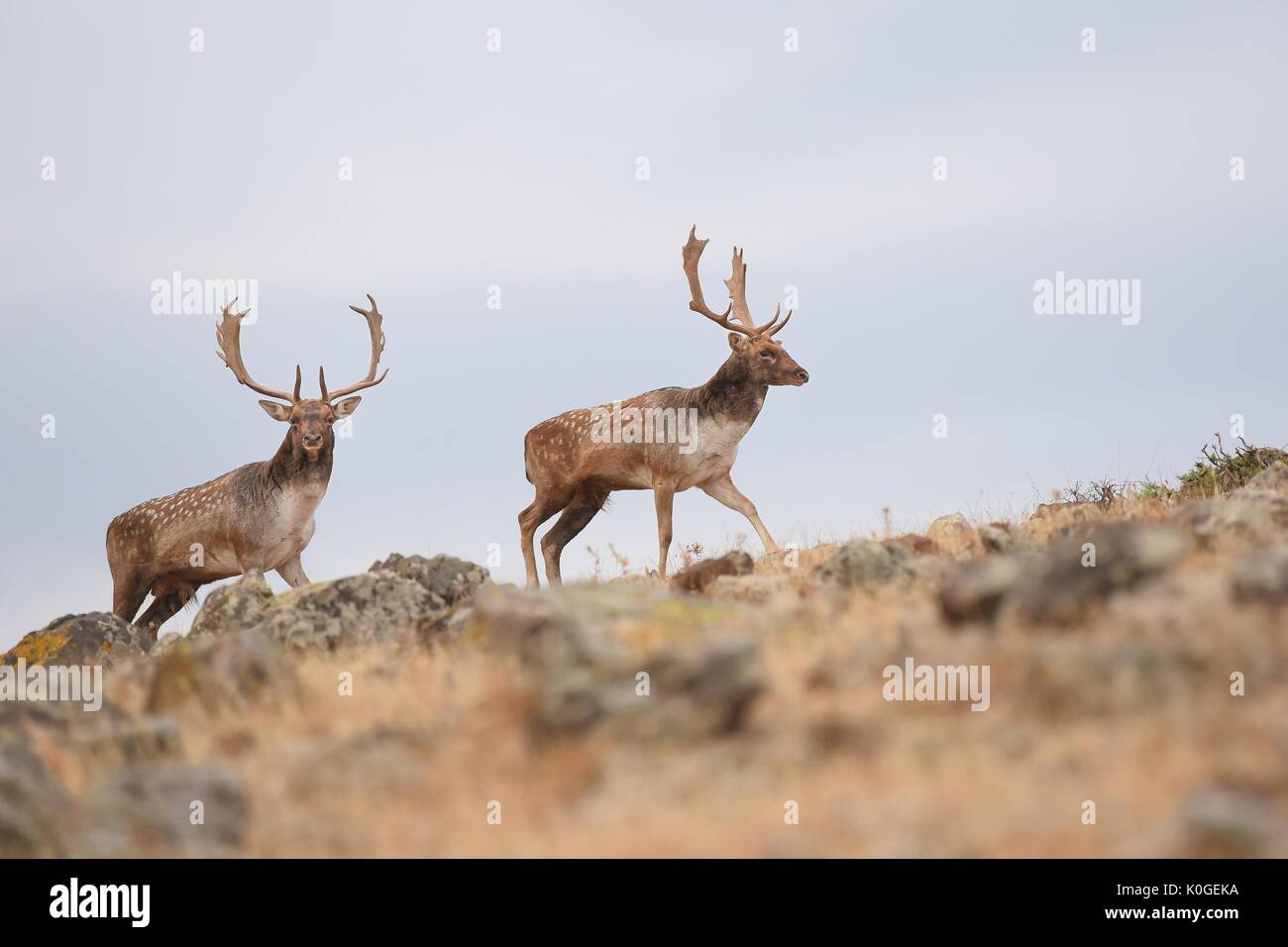 Two male fallow deer Stock Photo - Alamy