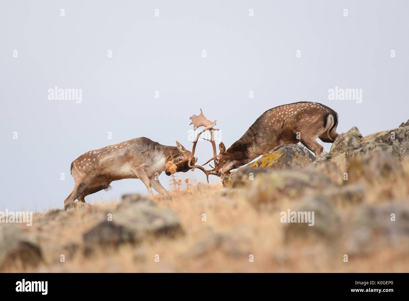 Fight for females hi-res stock photography and images - Alamy
