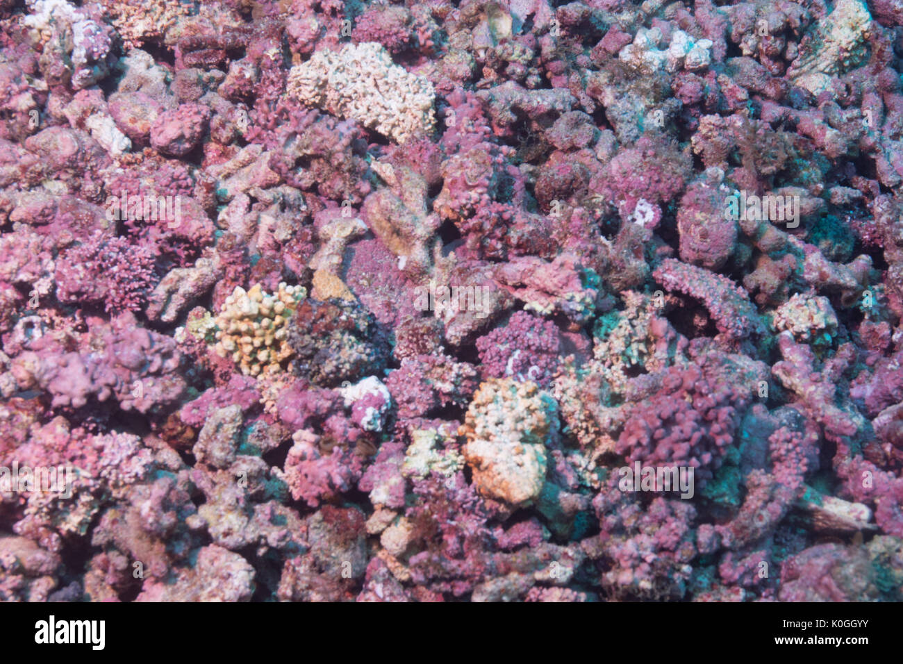 Rhodolith rhodolite sea bed underwater Queimada Grande Island ...