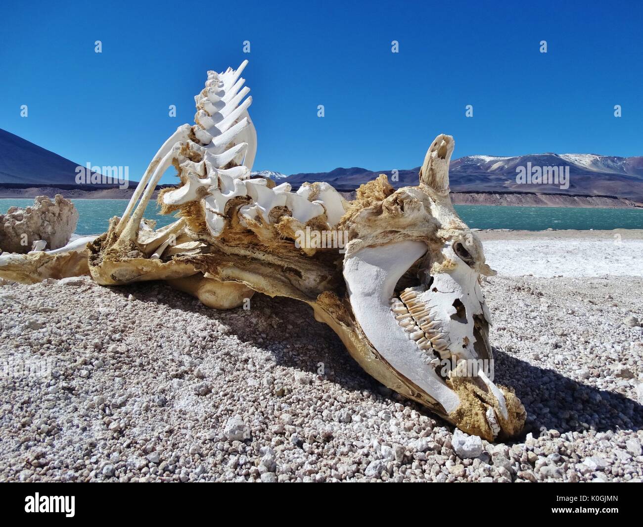 Cow skeleton hi-res stock photography and images - Alamy