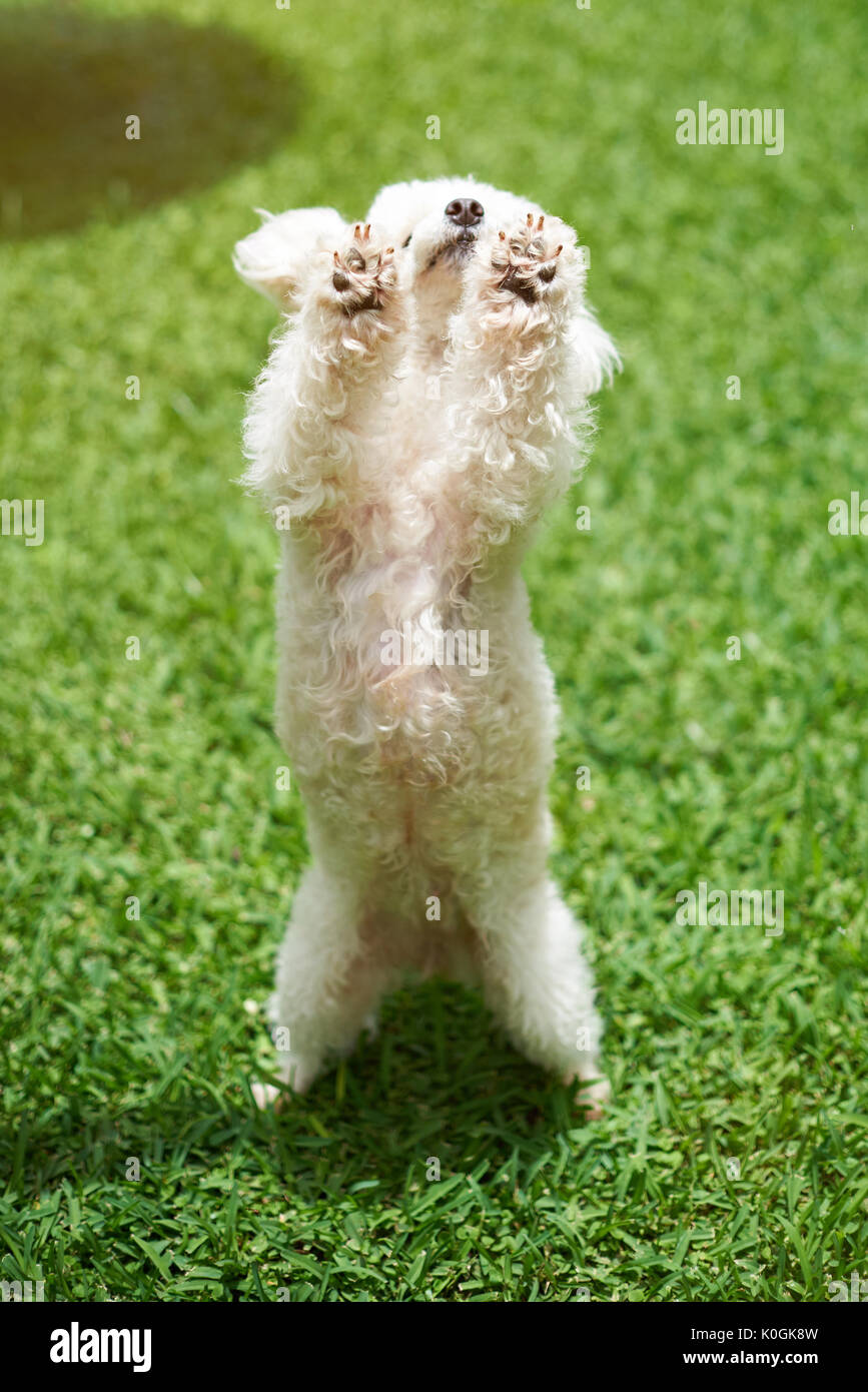 White poodle dog dancing on green grass background Stock Photo - Alamy