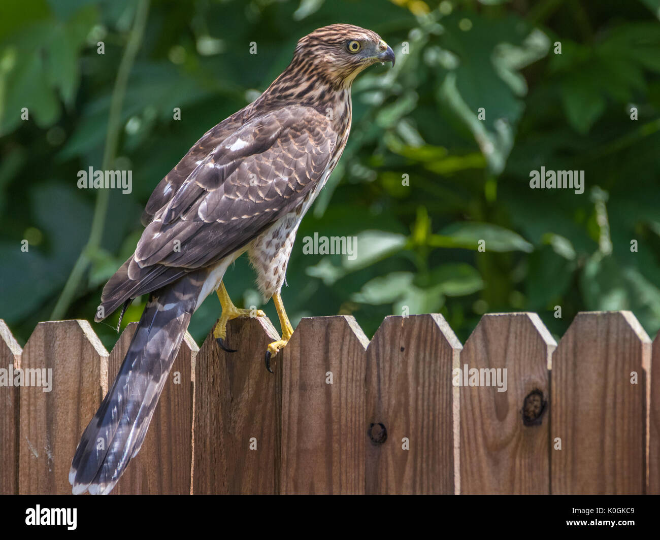 Horizontal photo of cooper's hawk on a brown wooden fence with green ...