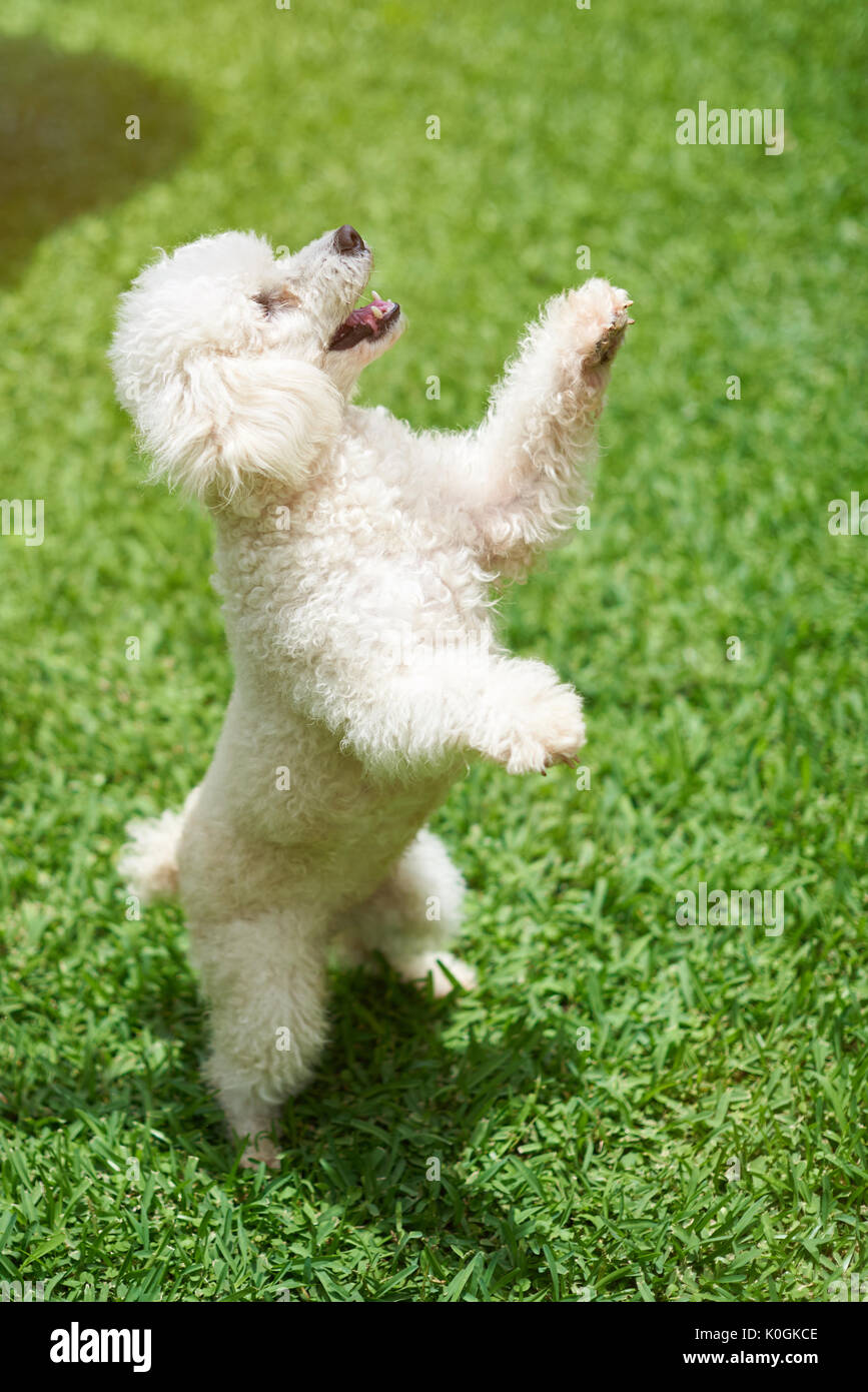 Stand on back paws hi-res stock photography and images - Alamy