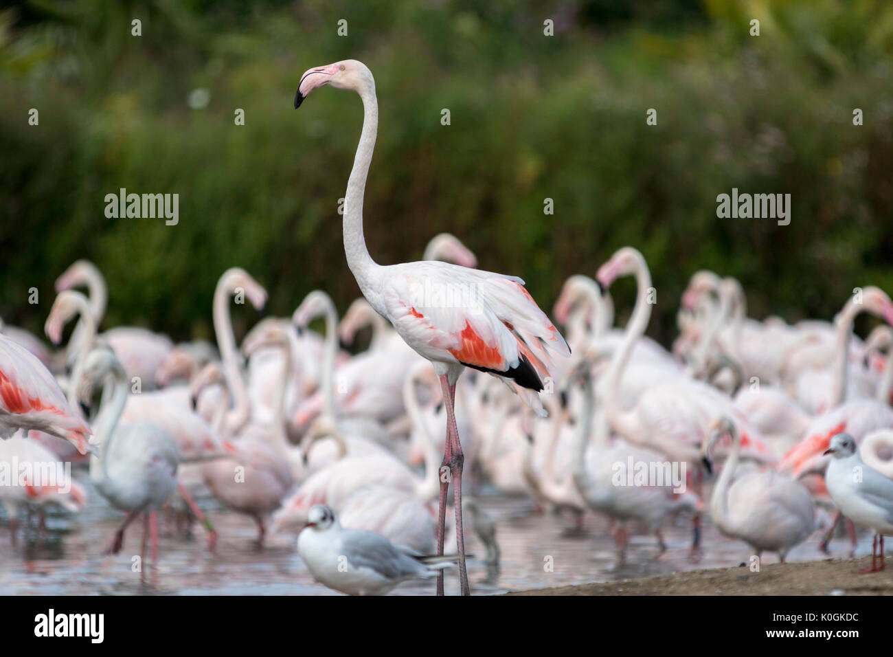On Gloucester Sharpness Canal Slimbridge High Resolution Stock ...