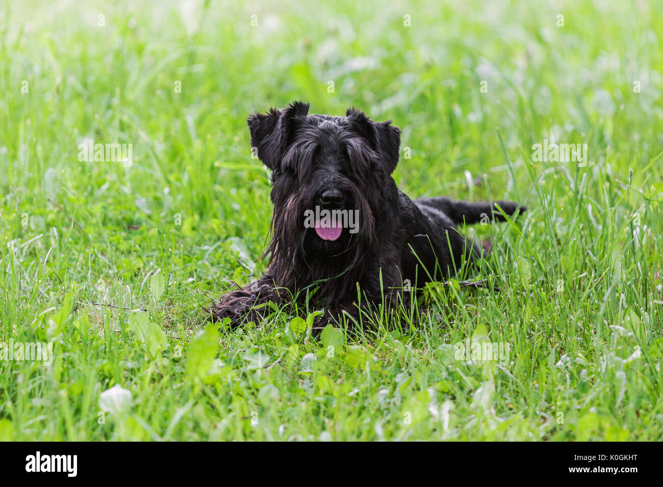 Black purebred miniature schnauzer dog lying on green grass outdoors at ...