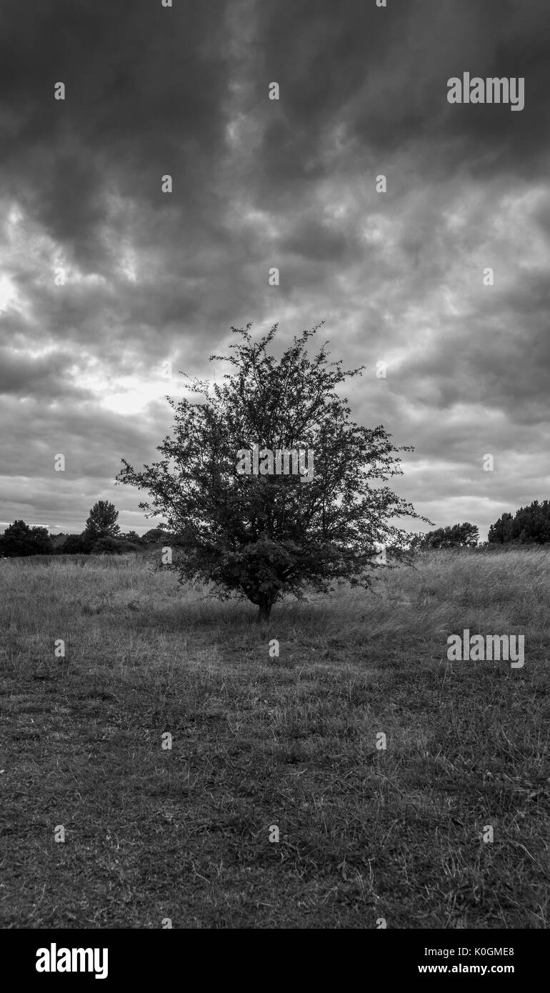 Tree silhouette heavy fog hi-res stock photography and images - Alamy