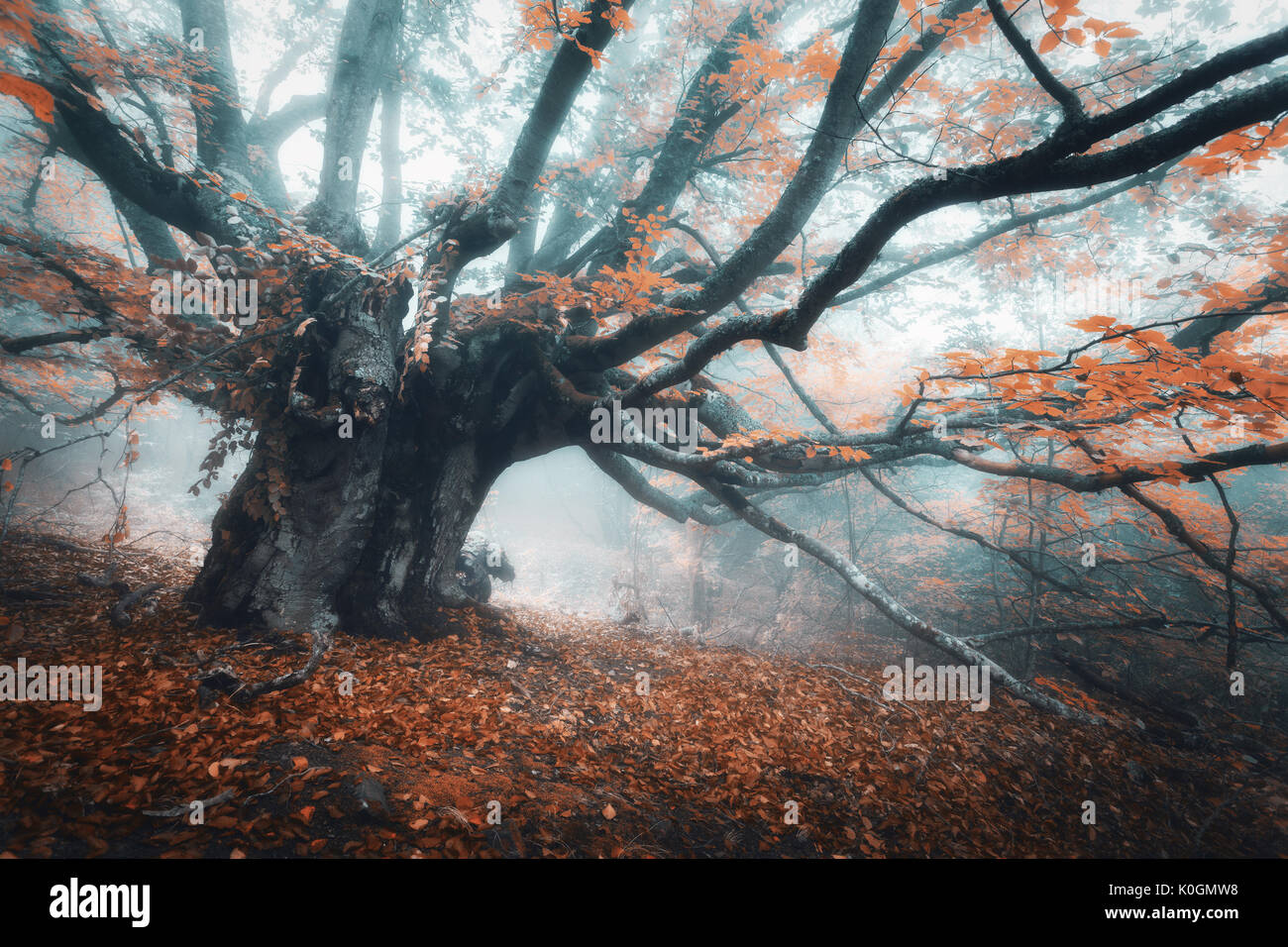 Spooky tree in fog. Old magical tree with big branches and orange leaves. Mystical autumn forest ...
