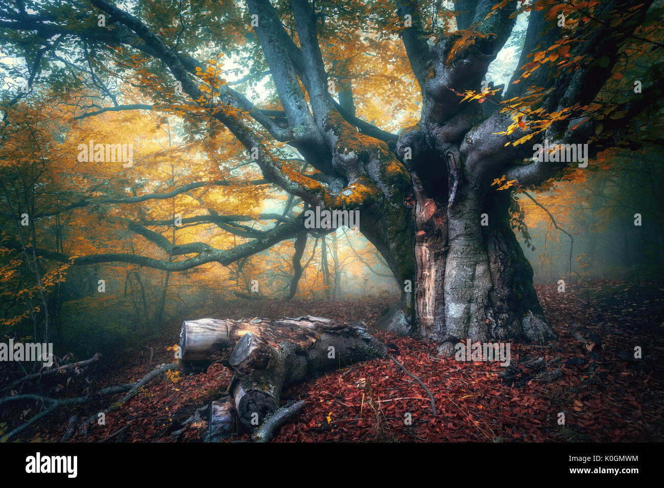 Fairy tree in fog. Old magical tree with big branches and orange leaves ...