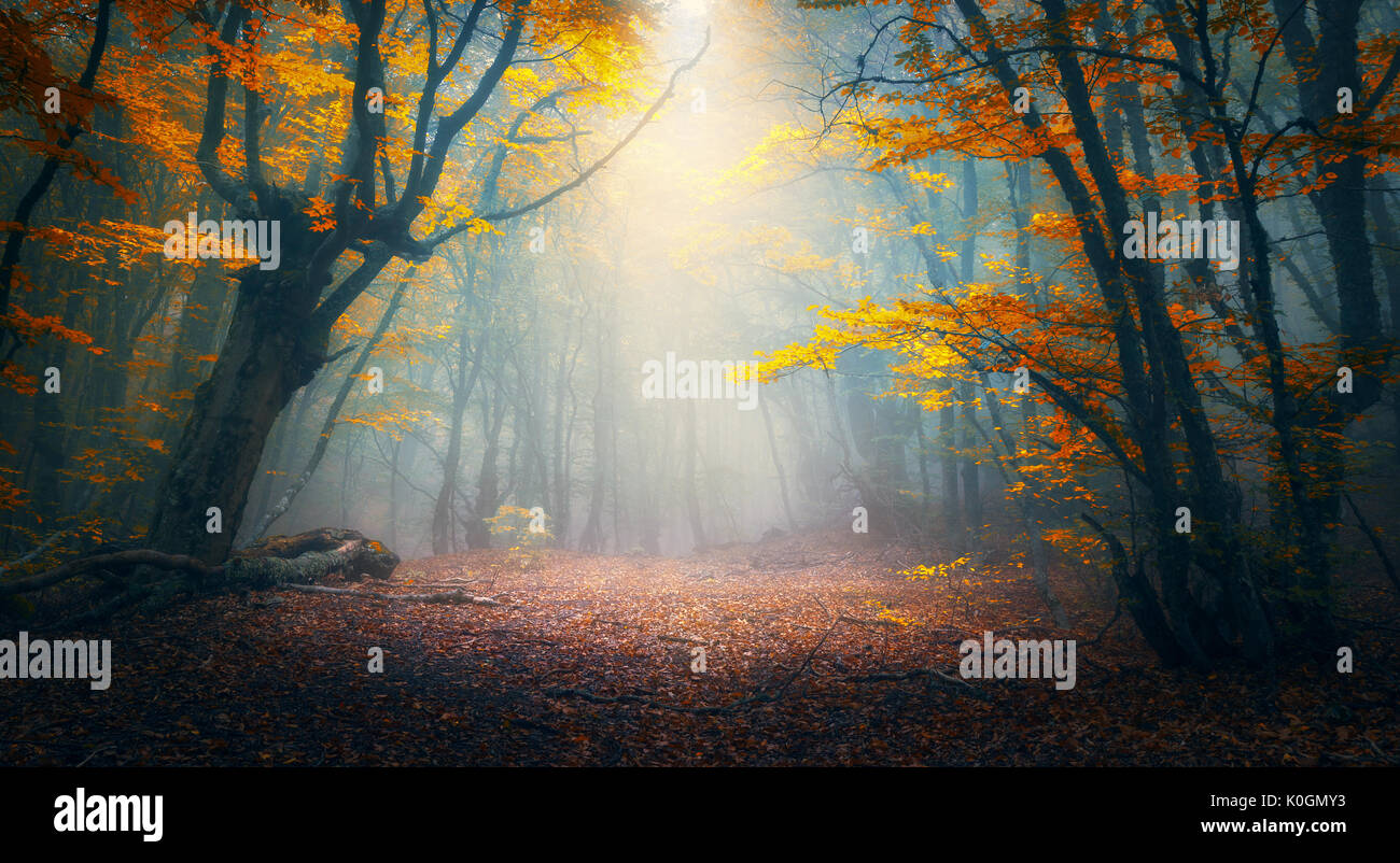 Colorful autumn forest landscape hi-res stock photography and images ...