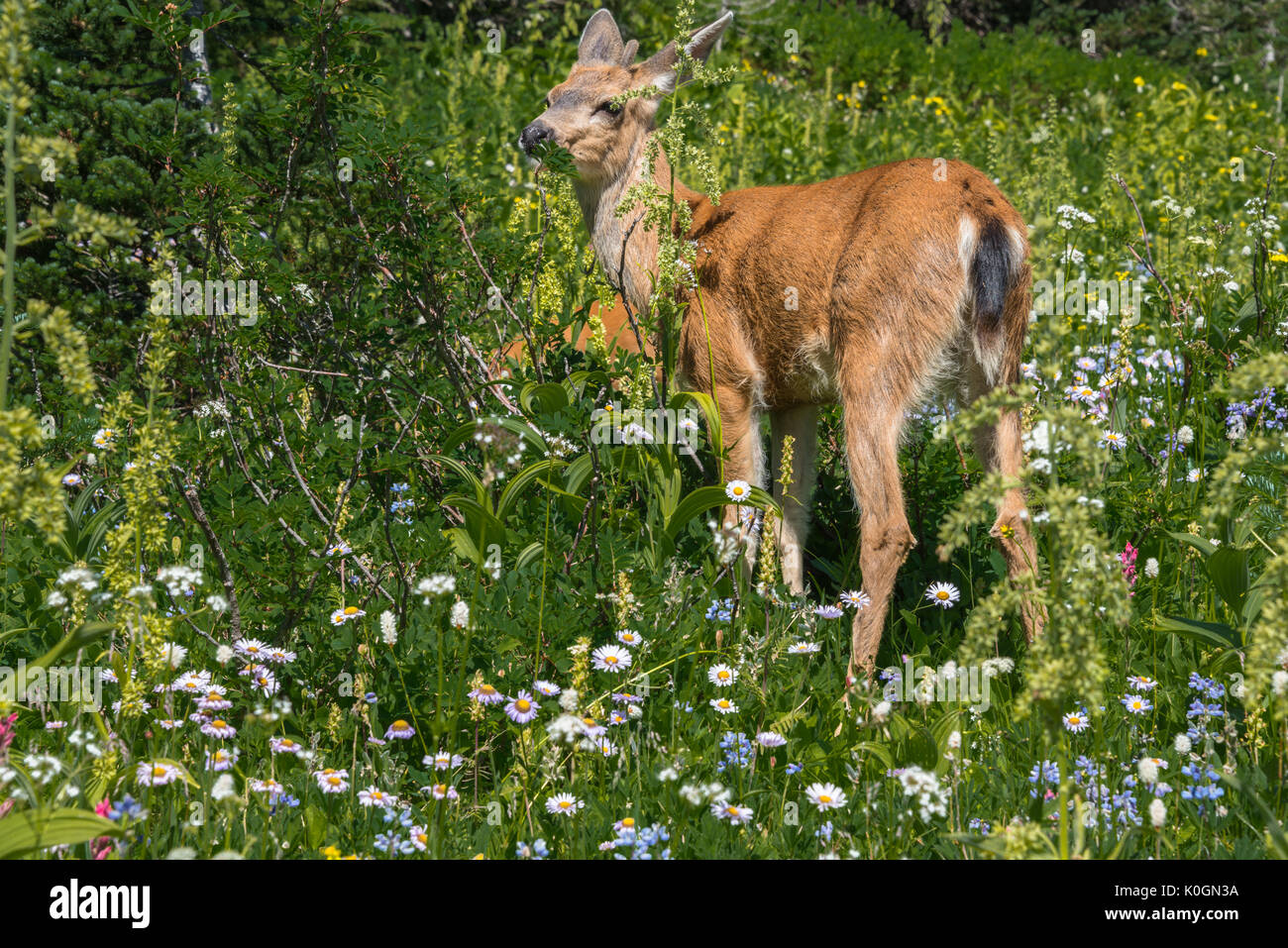 Animals in wildflowers hi-res stock photography and images - Alamy
