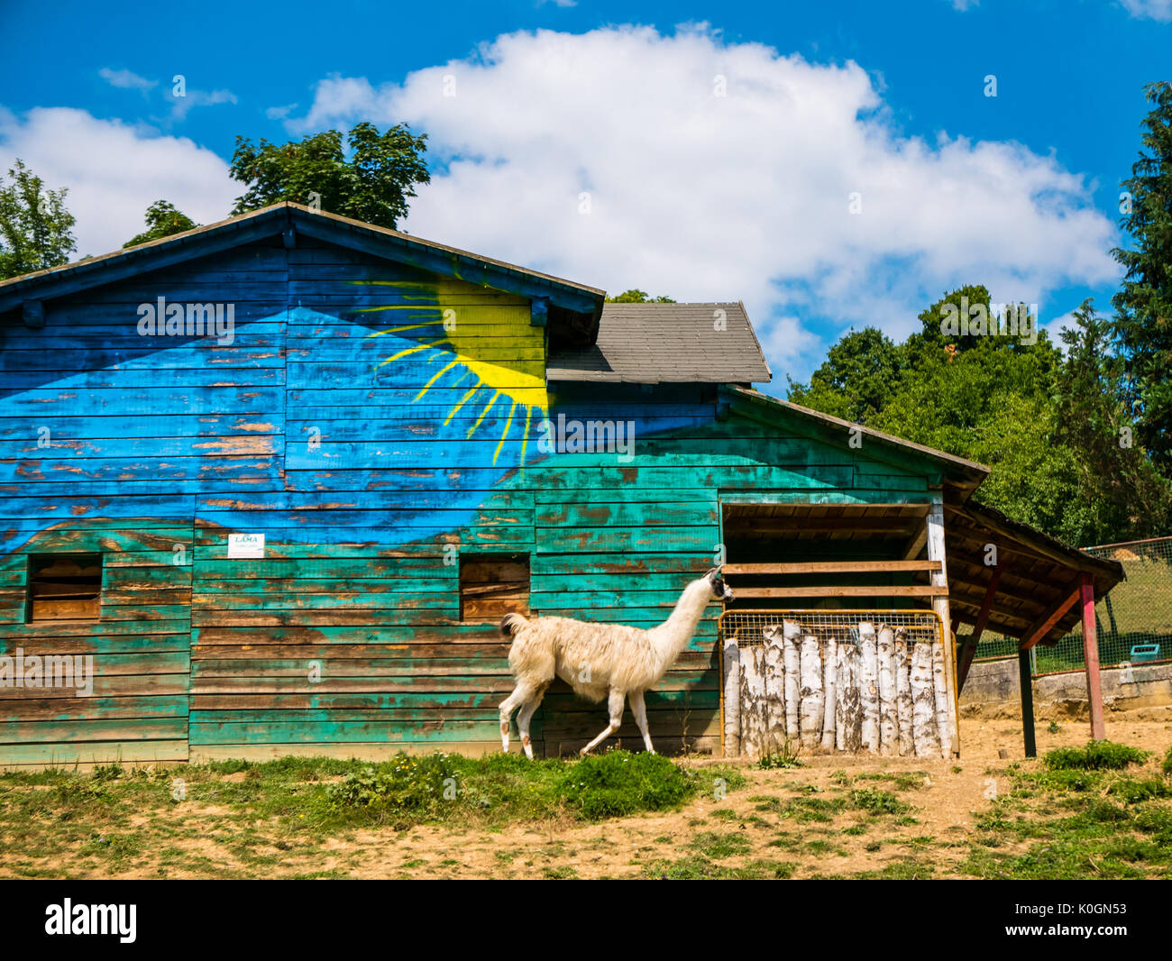 Single llama in a zoo on a beautiful sunny day Stock Photo - Alamy